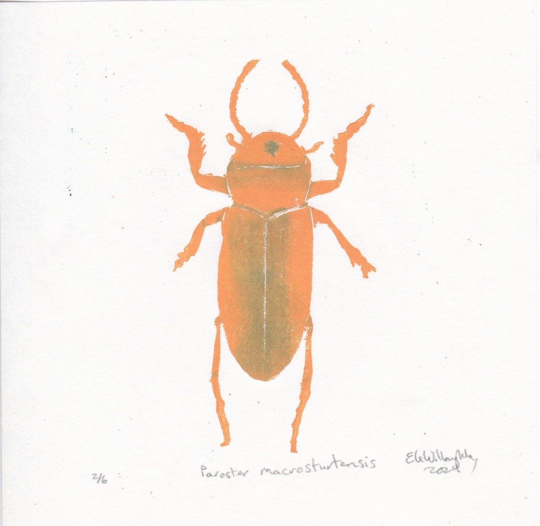 Lino Block Brint of Blind Predatory Subterranean Diving Water Beetle ...