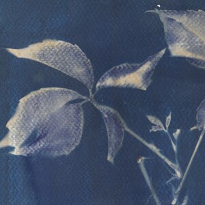 Virginia Creeper Cyanotype With Turmeric on Watercolour Paper - Etsy