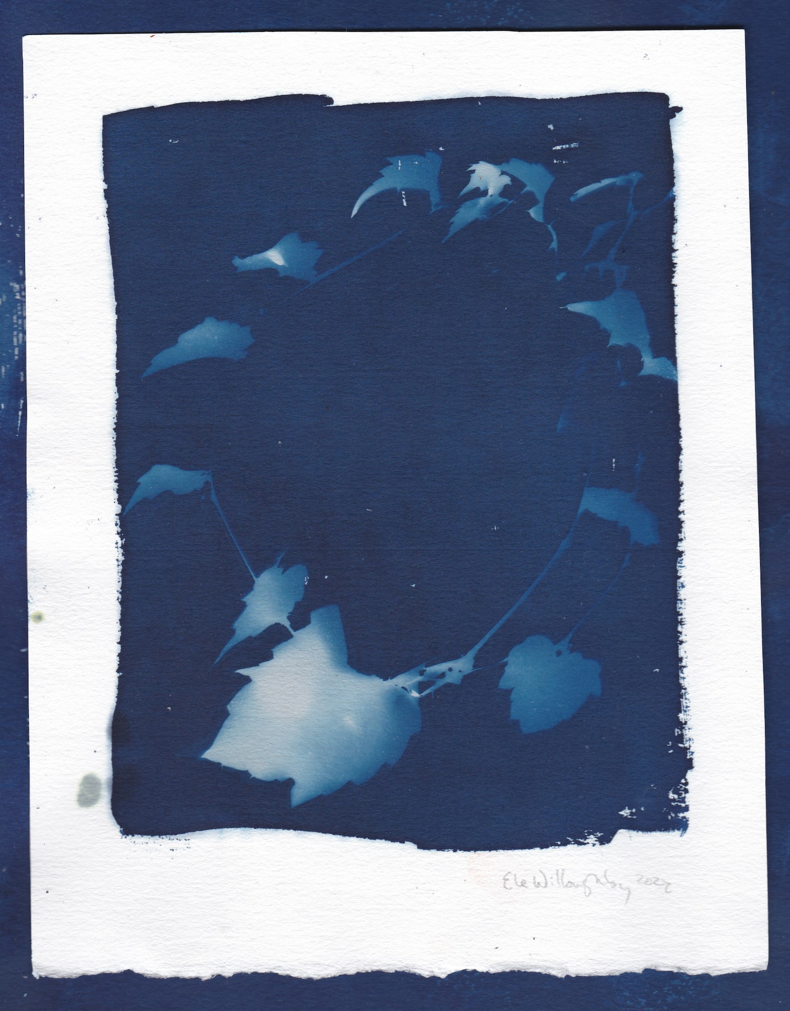 Fern and Virginia Creeper Cyanotype With Turmeric on Watercolour Paper ...