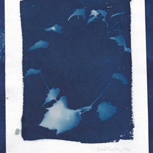 Virginia Creeper Cyanotype With Turmeric on Watercolour Paper - Etsy