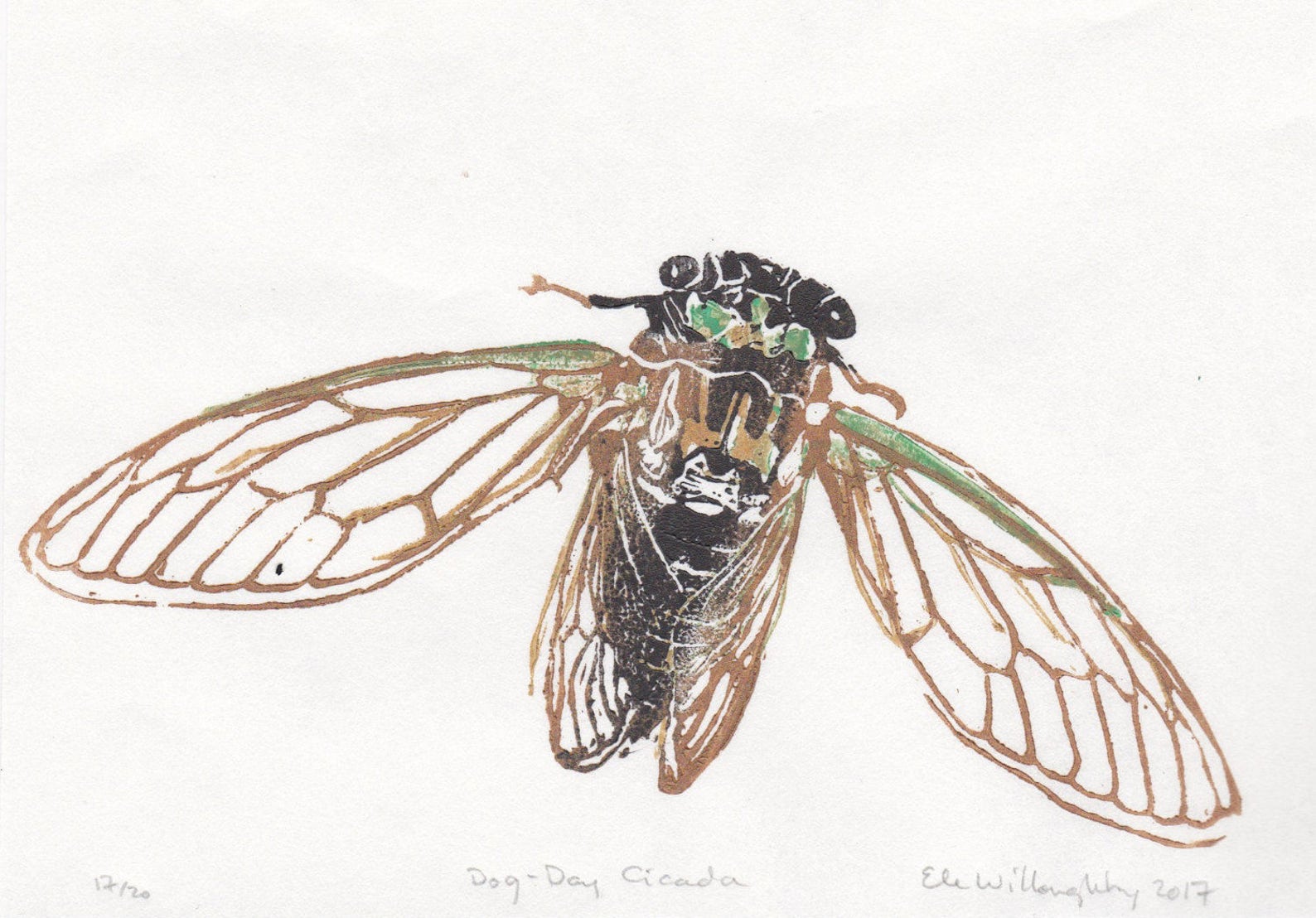 Dog-day Cicada Linocut Mini Lino Block Print of Tibicen - Etsy