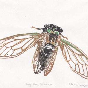Dog-day Cicada Linocut, Mini Lino Block Print of Tibicen Canicularis ...