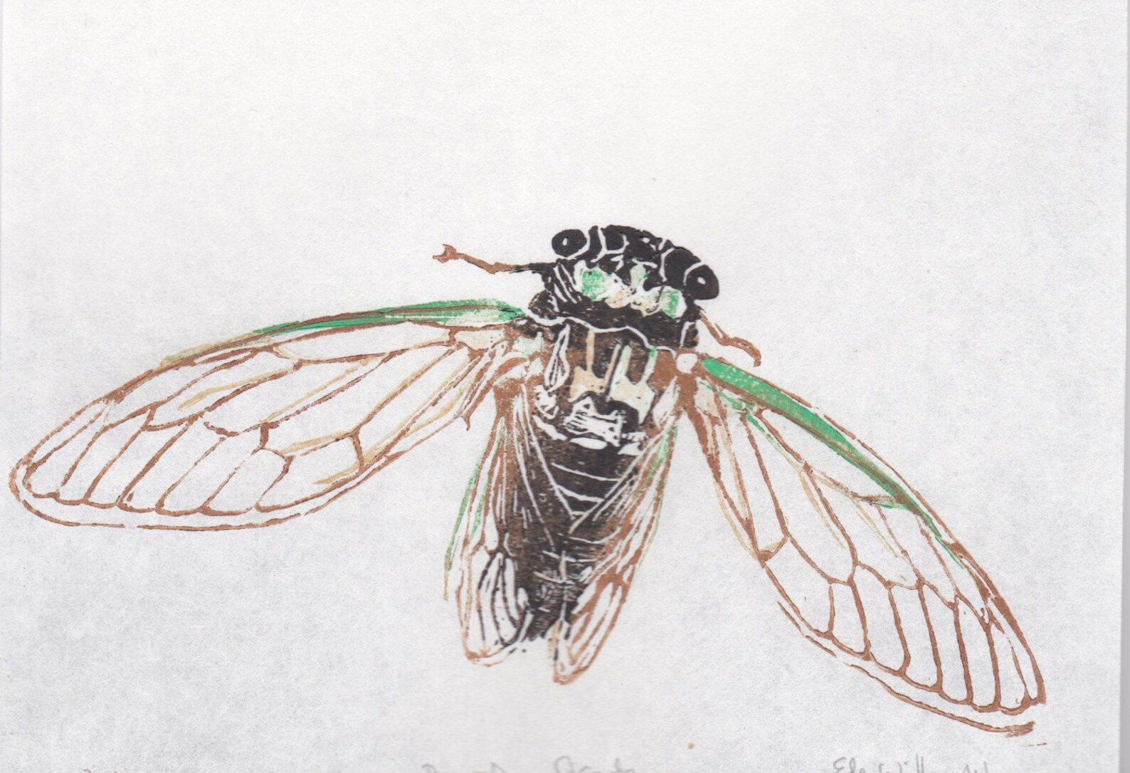 Dog-day Cicada Linocut Mini Lino Block Print of Tibicen - Etsy