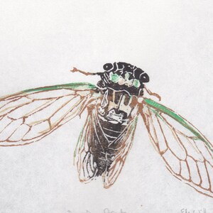 Dog-day Cicada Linocut, Mini Lino Block Print of Tibicen Canicularis ...