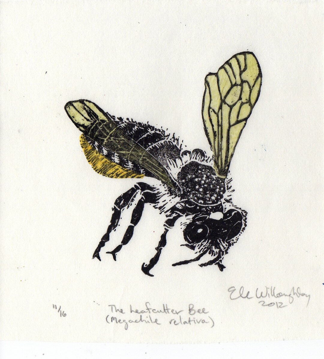Leafcutter Bee, Megachile Relativa Linocut, Lino Block Print Bee ...