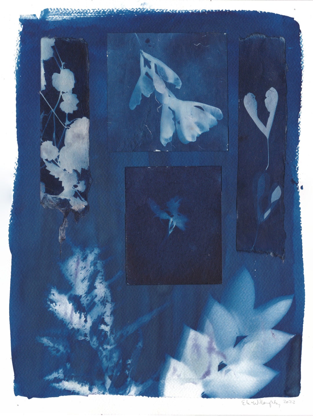 Collage of Cyanotypes of Assorted Leaves, Flowers and Maple Keys on ...