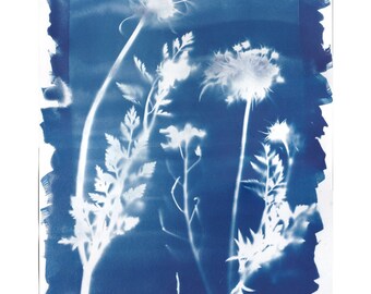Cyanotype of Queen Anne's Lace or Wild Carrot Leaves. Original Handmade ...