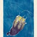 Vampire Squid Lino Block Print - Etsy