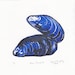 Blue Mussel Lino Block Print, Natural History Hand-pulled Print - Etsy