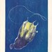 Vampire Squid Lino Block Print - Etsy