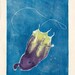 Vampire Squid Lino Block Print - Etsy