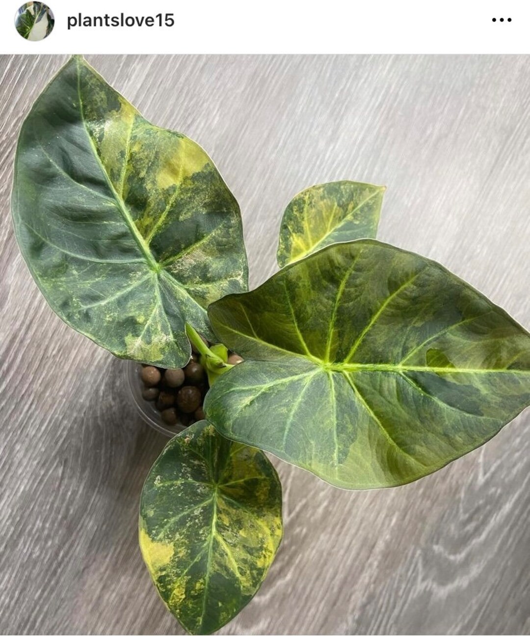 Alocasia Regal Shield Aurea Corm - Etsy