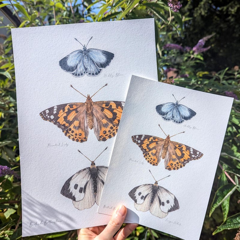 Butterfly Art Print - Etsy UK
