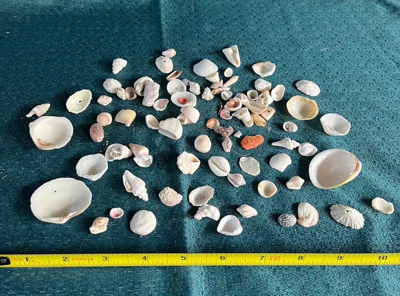 Pacific Northwest Beach Shells 75 Count 1/2 to 2 - Etsy