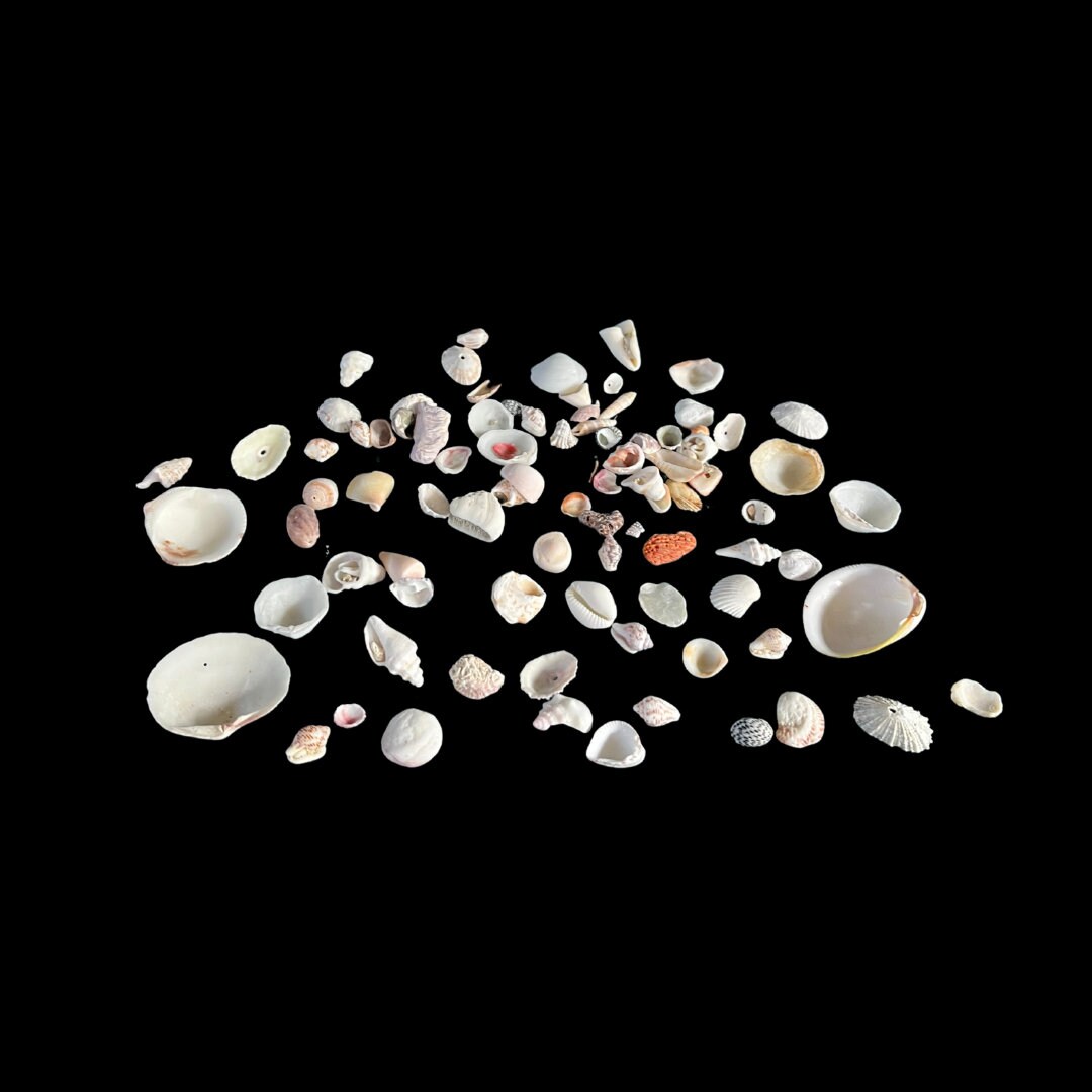 Pacific Northwest Beach Shells 75 Count 1/2 to 2 - Etsy