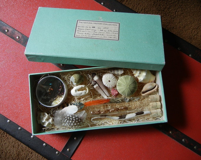 Victorian Inspired Specimen Box No. 101 - Etsy