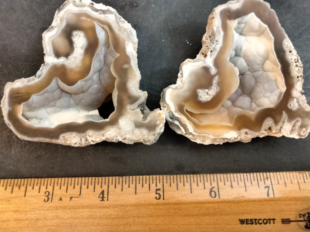 Tampabay Fossilized Coral Cut Pair of Agatized, Opalized Botryoidal ...