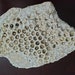 Fossil Coral Calcium Carbonate Polyps Tampabay Coral Not Aratized VERY ...