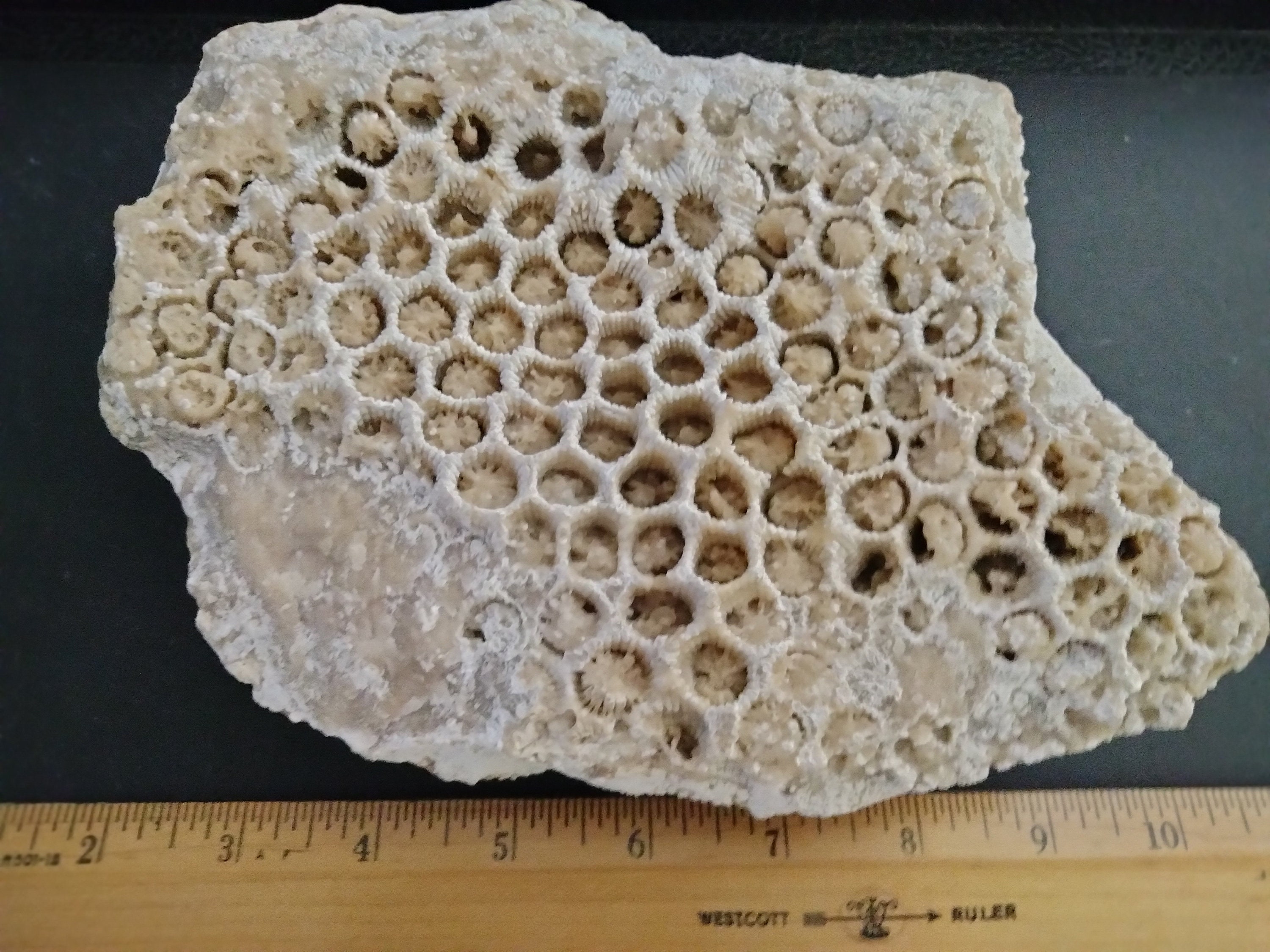 Fossil Coral Calcium Carbonate Polyps Tampabay Coral Not Aratized VERY ...