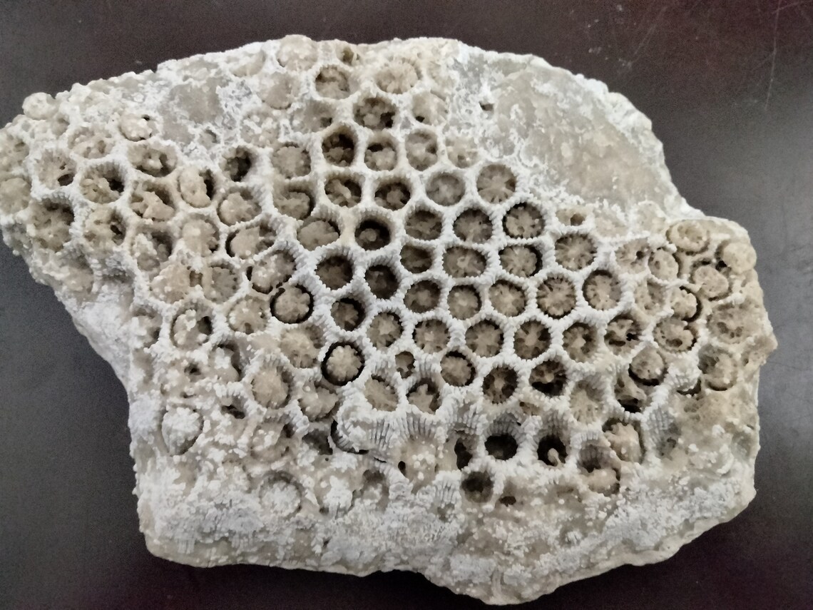 Fossil Coral Calcium Carbonate Polyps Tampabay Coral Not Aratized VERY ...