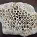 Fossil Coral Calcium Carbonate Polyps Tampabay Coral Not Aratized VERY ...