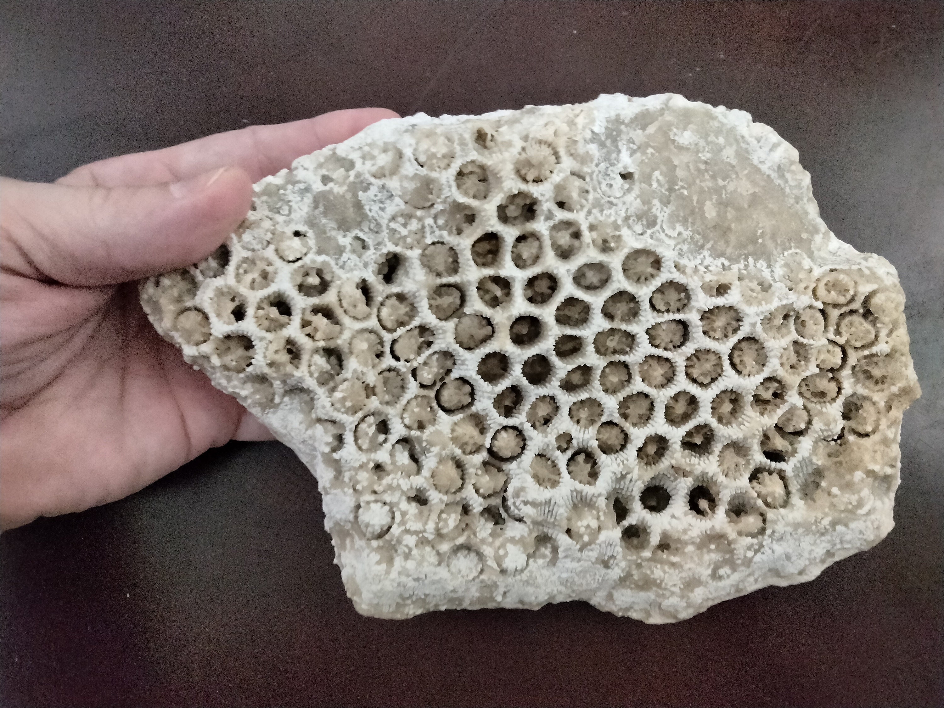 Fossil Coral Calcium Carbonate Polyps Tampabay Coral Not Aratized VERY ...