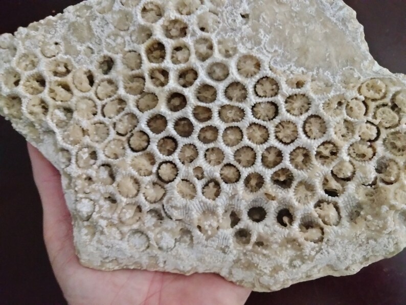 Fossil Coral Calcium Carbonate Polyps Tampabay Coral Not Aratized VERY ...