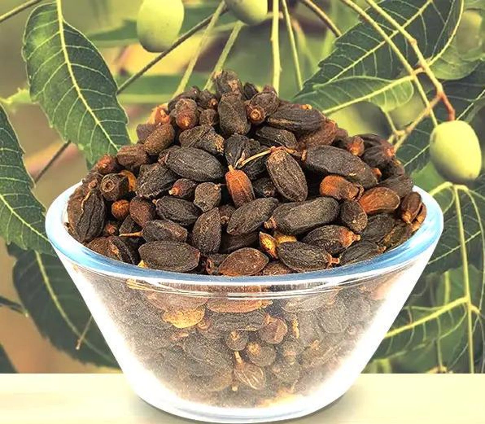 Azadirachta Indica Seeds: Neem Tree Seeds - Etsy