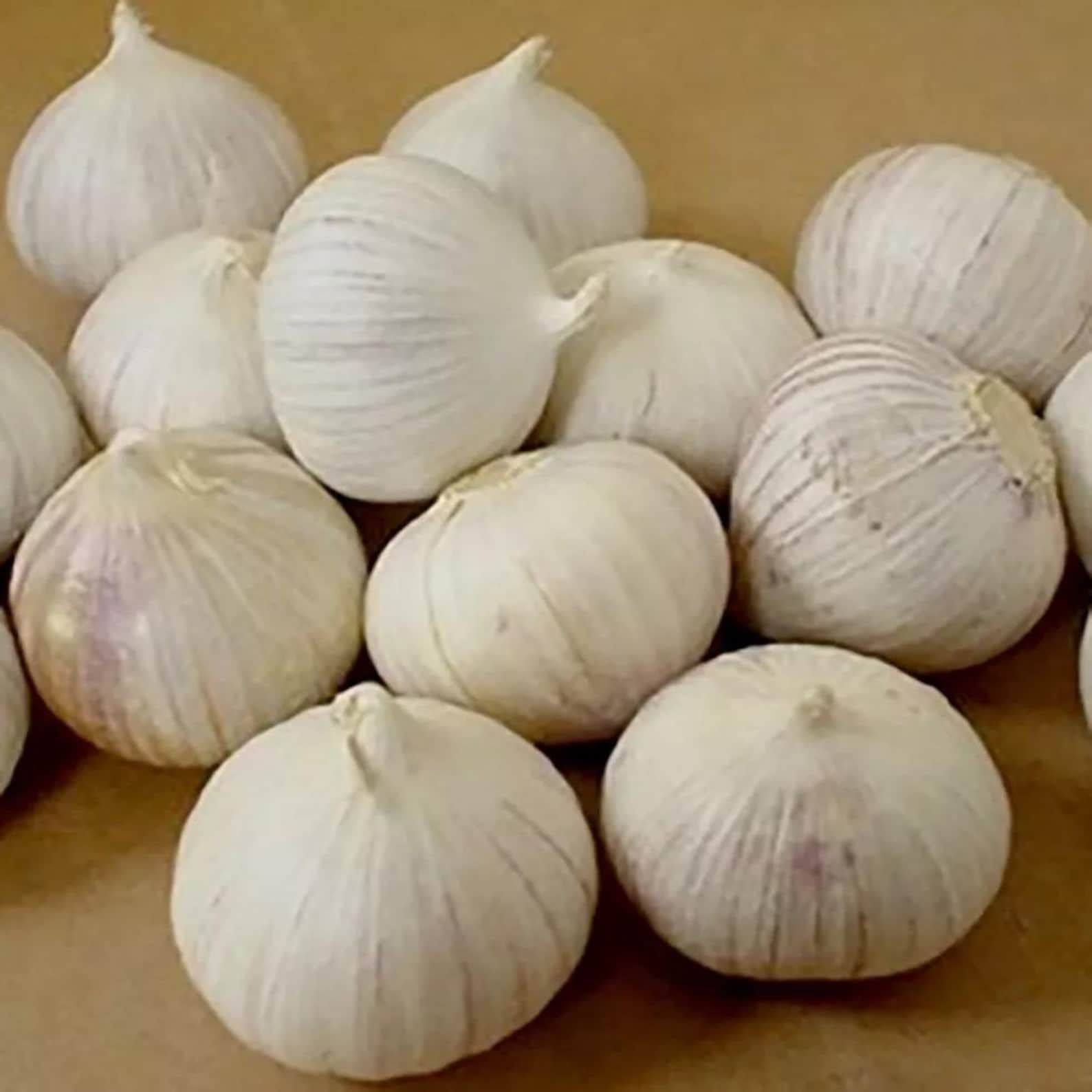 Solo Garlic, Wild Single Clove Garlic, Java Solo Garlic Single Clove ...