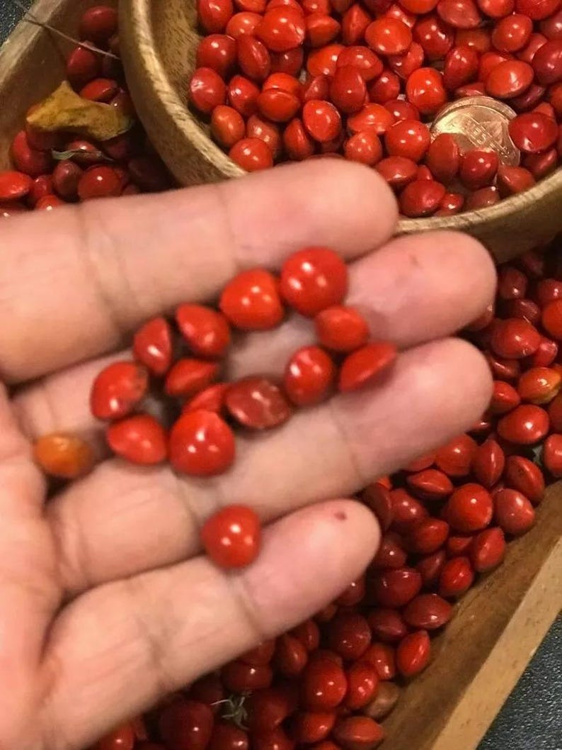 Red Sandalwood Plant Seeds, Lal Chandan Beej, Red Chandan Seeds , A ...