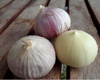 Organic Solo Garlic, Wild Single Clove Garlic, Java Solo Garlic Single ...