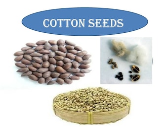 Herbaceous Cotton Plant Seed, Cotton Plant Seeds, Gossypium Herbaceum ...