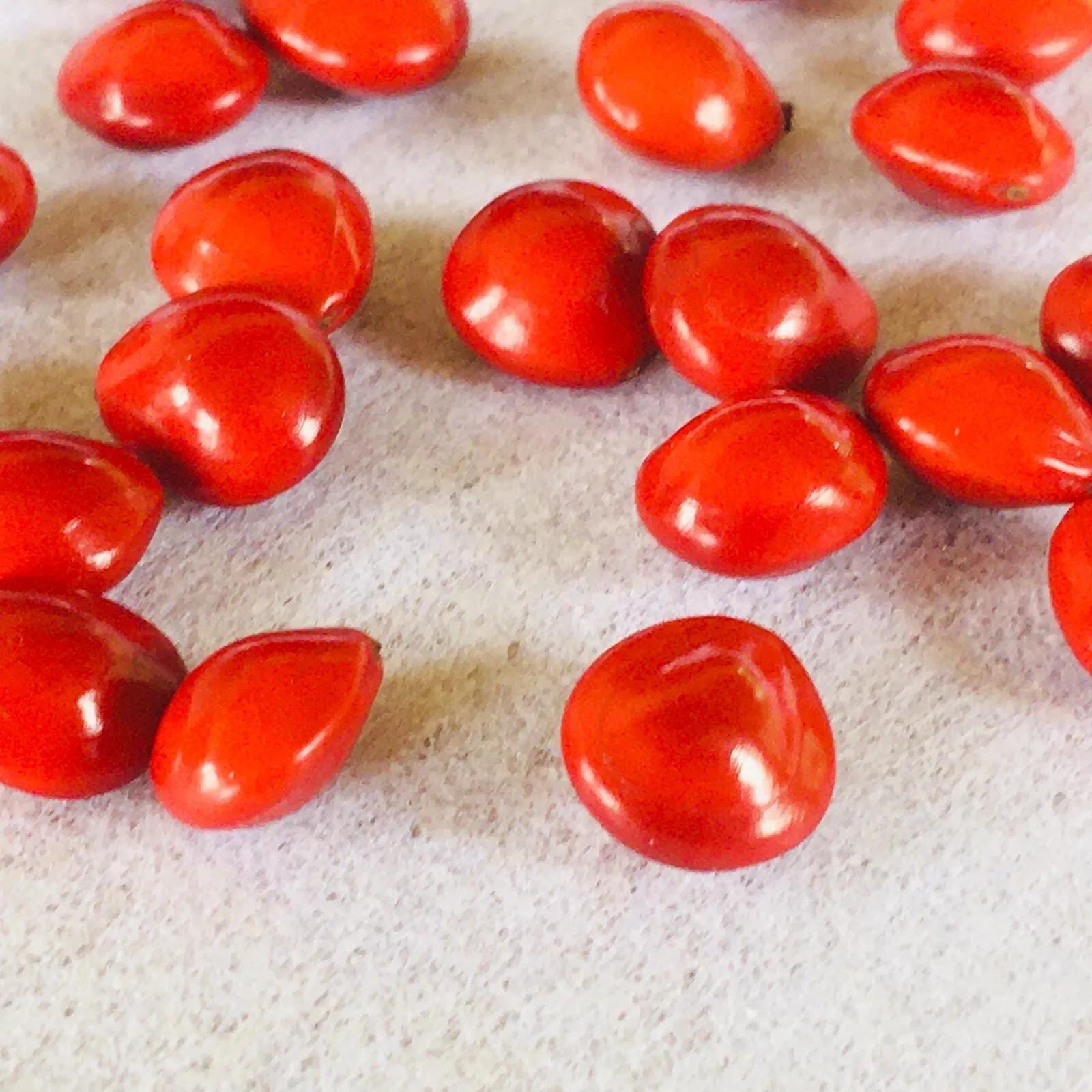 Red Sandalwood Plant Seeds, Lal Chandan Beej, Red Chandan Seeds , A ...