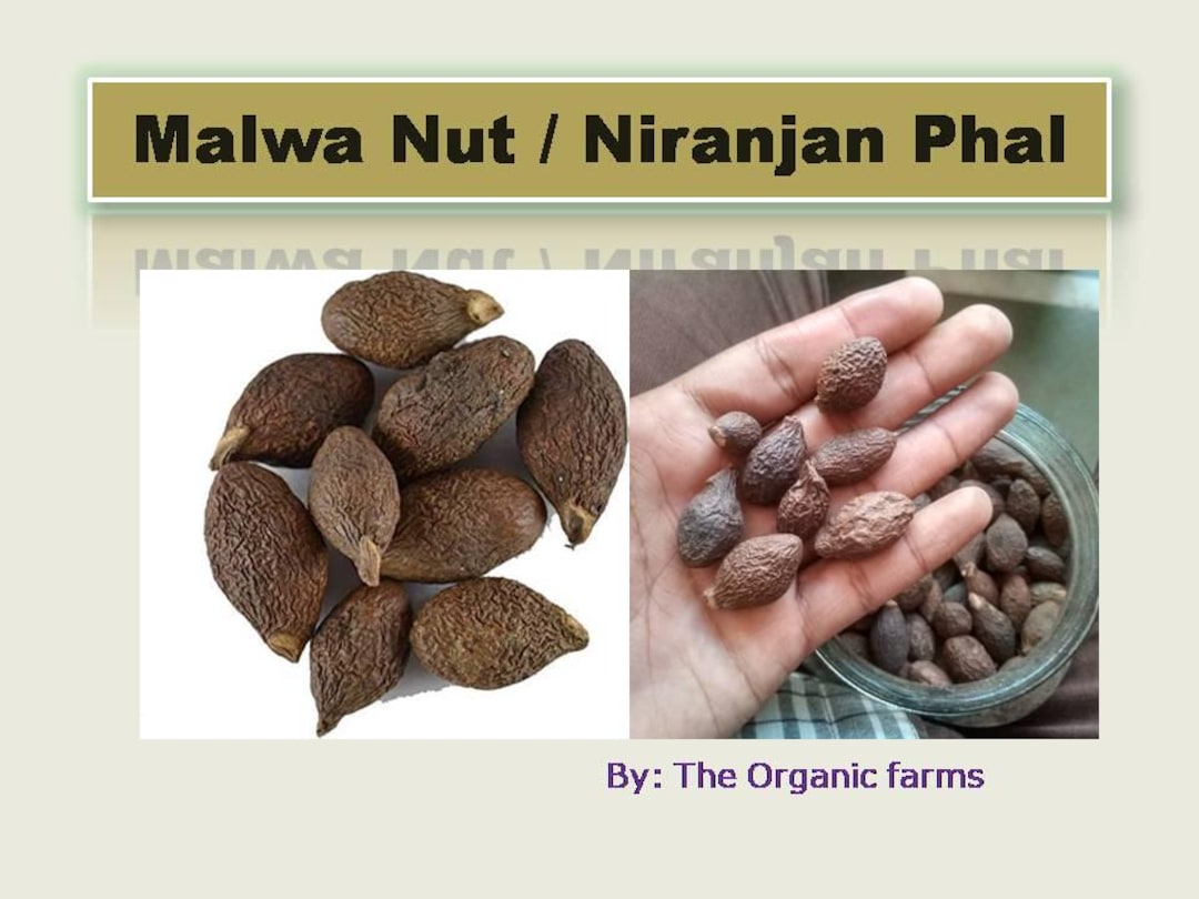 Malva Nut, Niranjan Phal Whole/powder, China Phal, Umasmangu, Umasmang ...
