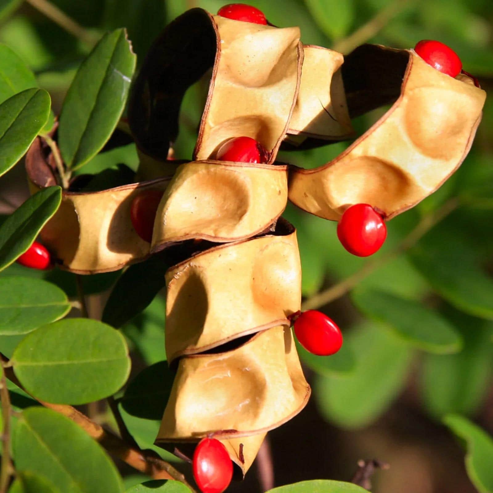 Red Sandalwood Plant Seeds, Lal Chandan Beej, Red Chandan Seeds , A ...