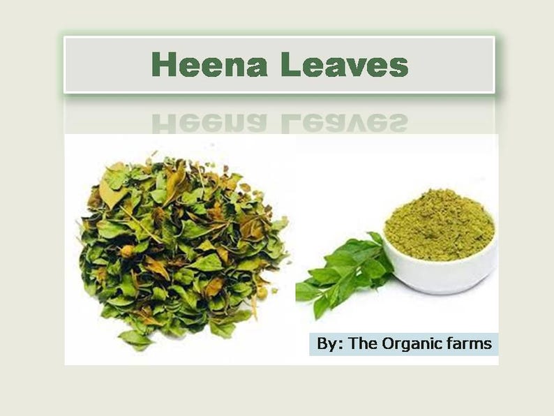 Organic Rajasthani Henna Leaves & Powder: Natural Herbal Mehandi - Etsy
