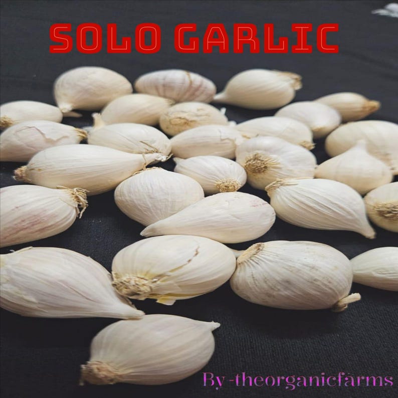 Java Solo Garlic: Wild Single Clove Garlic - Etsy