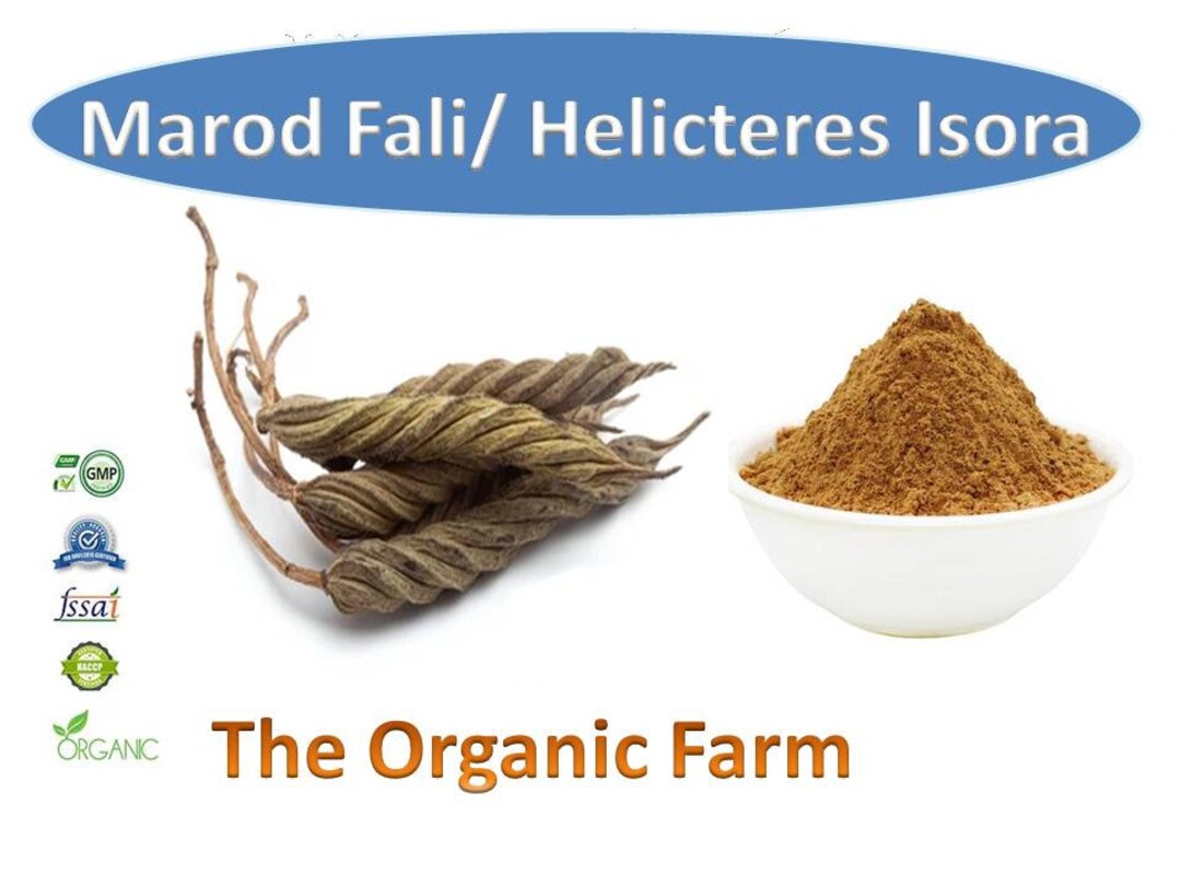 Helicteres Isora Powder, Marod Phali, Maror Fali, Indian Screw ...