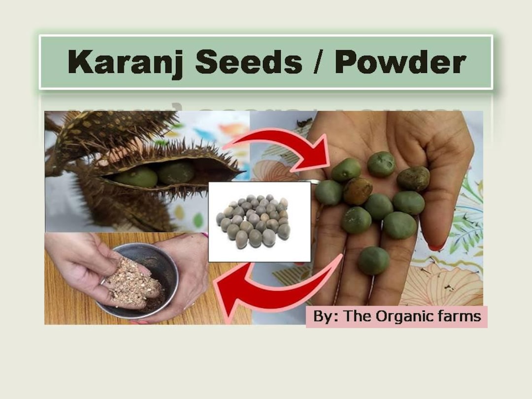 Karanj Seeds and Powder, Pongamia Pinnata, Herbal Remedy - Etsy