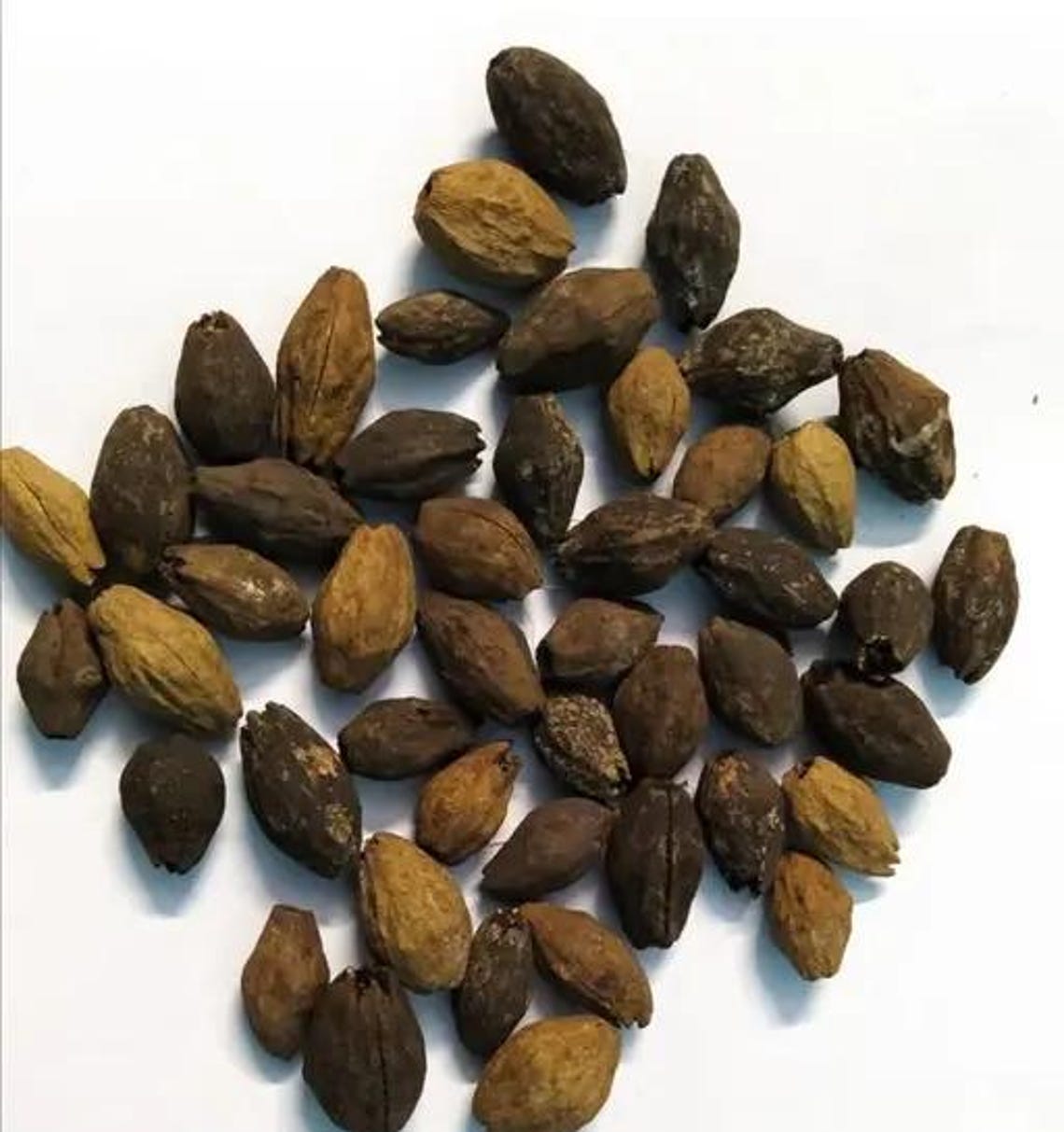 Neem Tree Seeds, Nimboli, Azadirachta Indica Seed, Neem Seed, Neem Beej ...