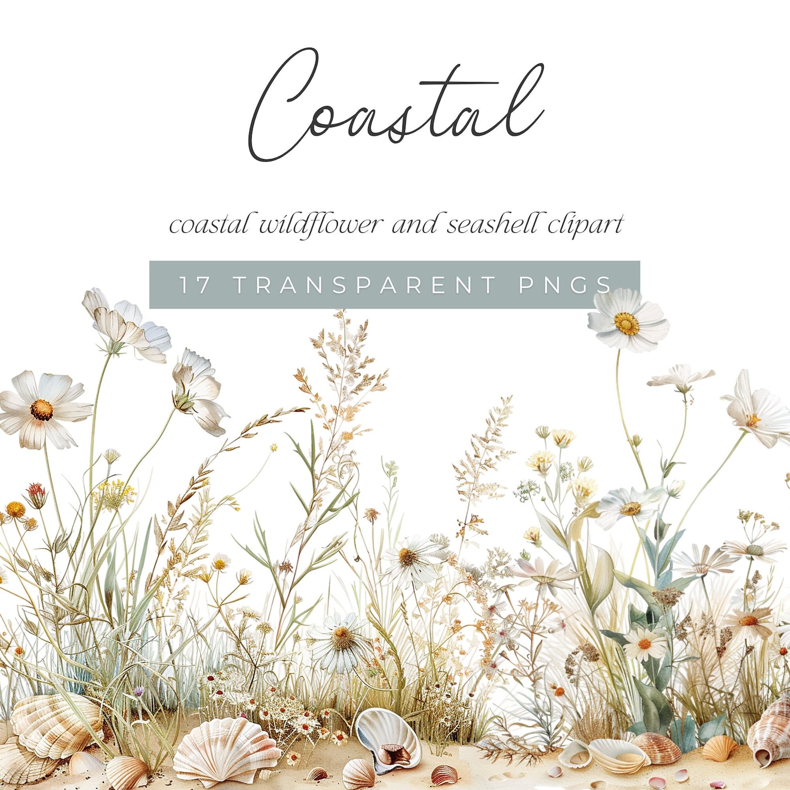 Coastal Wildflower and Seashell Clip Art, Watercolor Beach Clipart ...