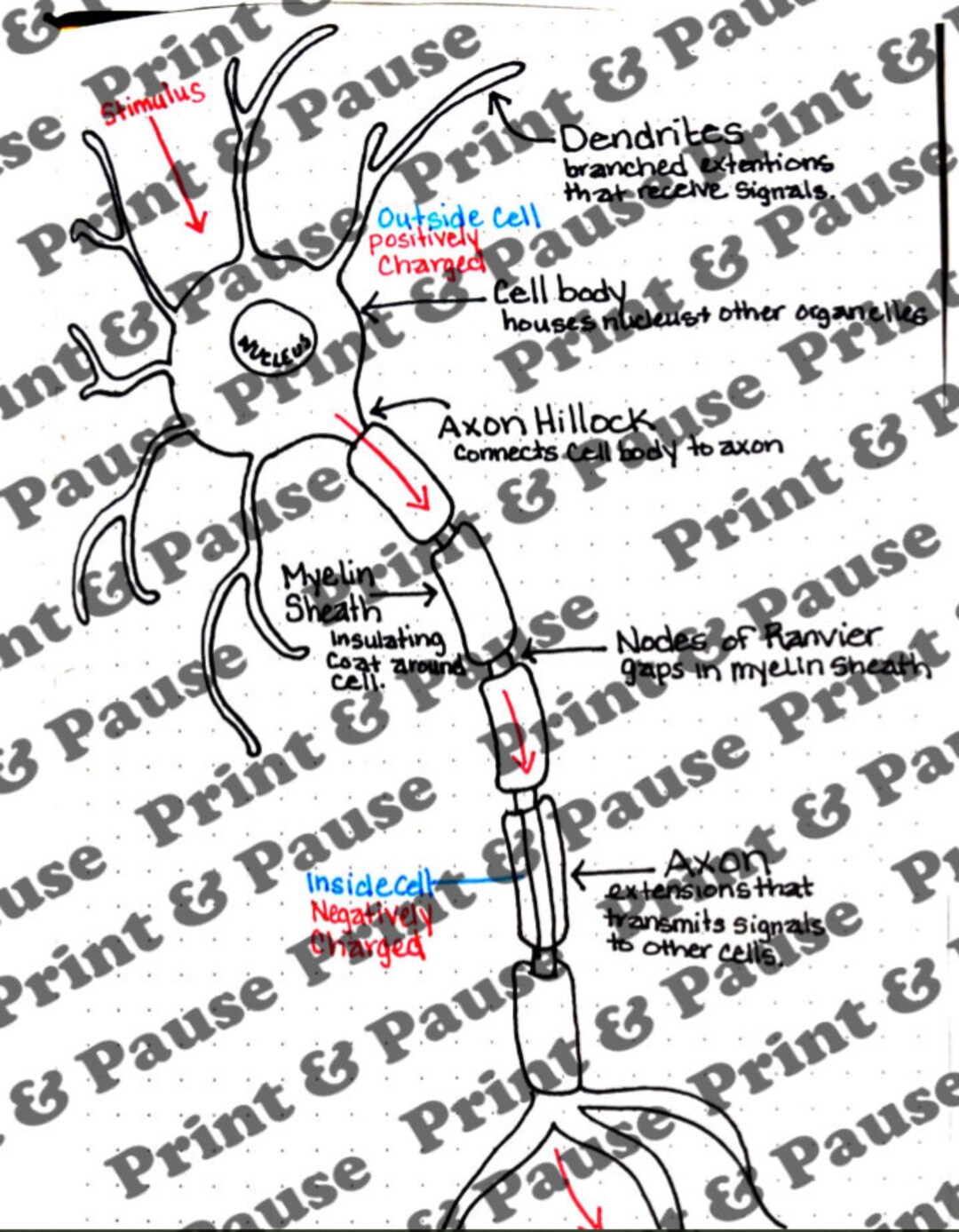 Anatomy Notes, Digital Download - Etsy