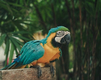 Macaw Parrot Bird Print Bird Wall Art Digital Download Bird Art Decor ...
