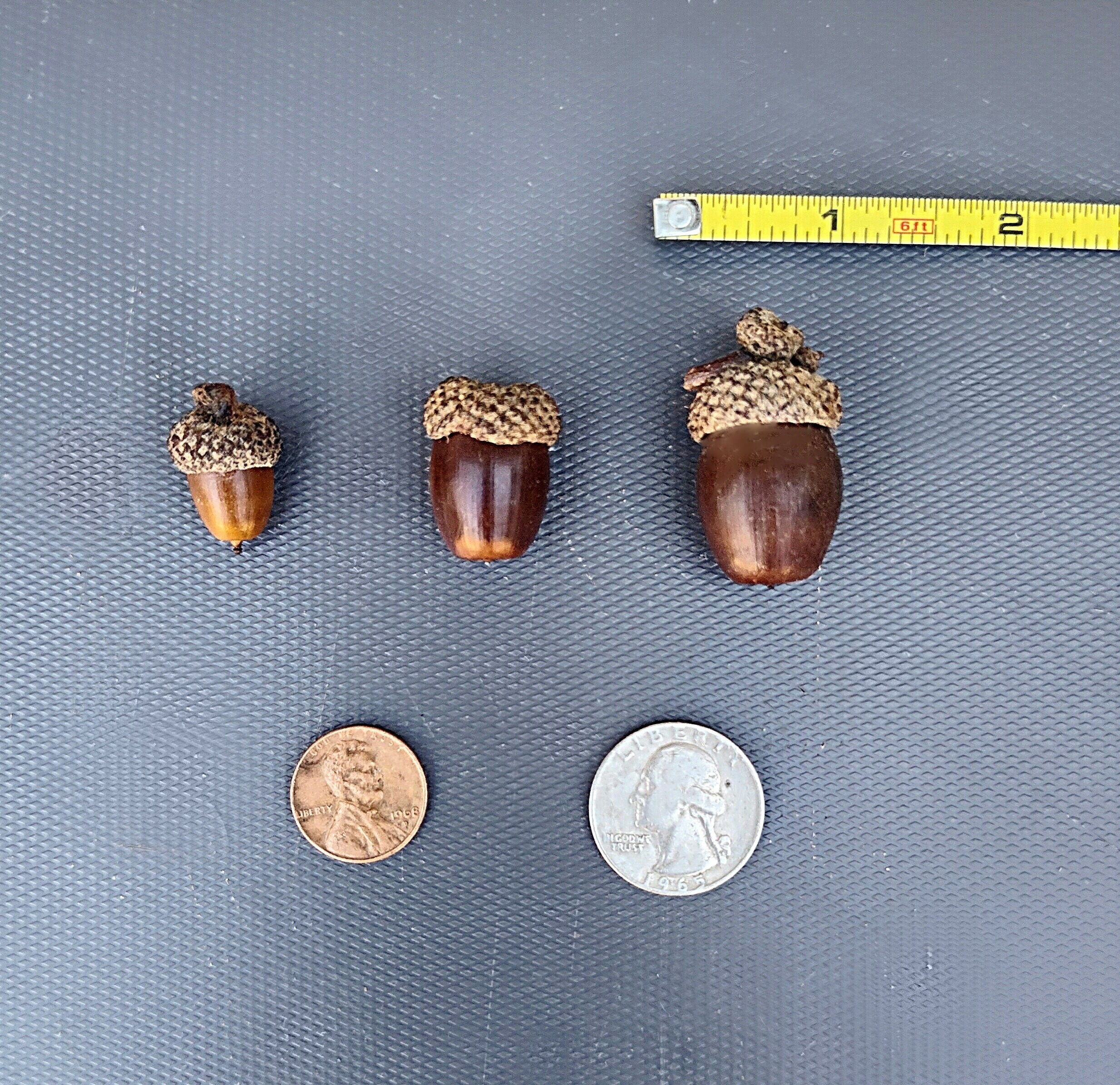 Real Acorns W/caps - Fresh 2025 Harvest, Oak Trees, Variety of Sizes ...