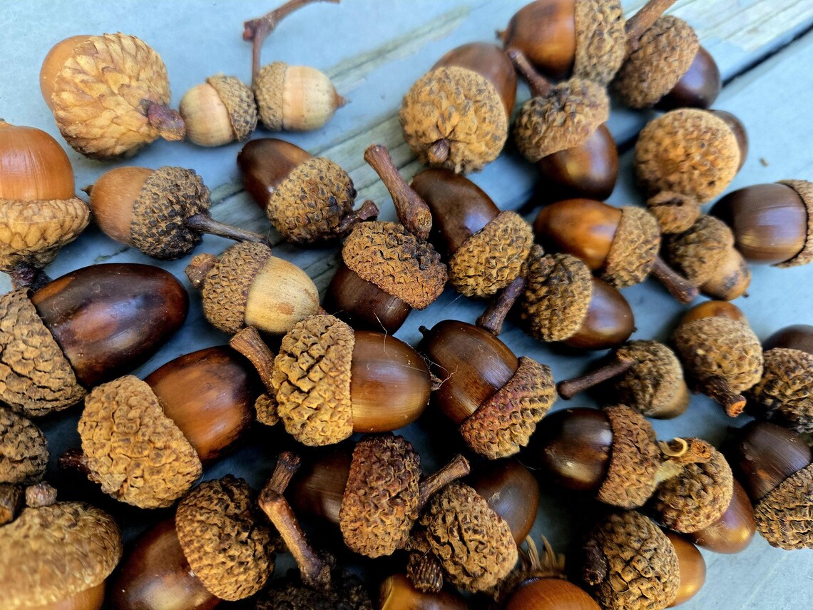 Real Acorns W/caps - Fresh 2025 Harvest, Oak Trees, Variety of Sizes ...