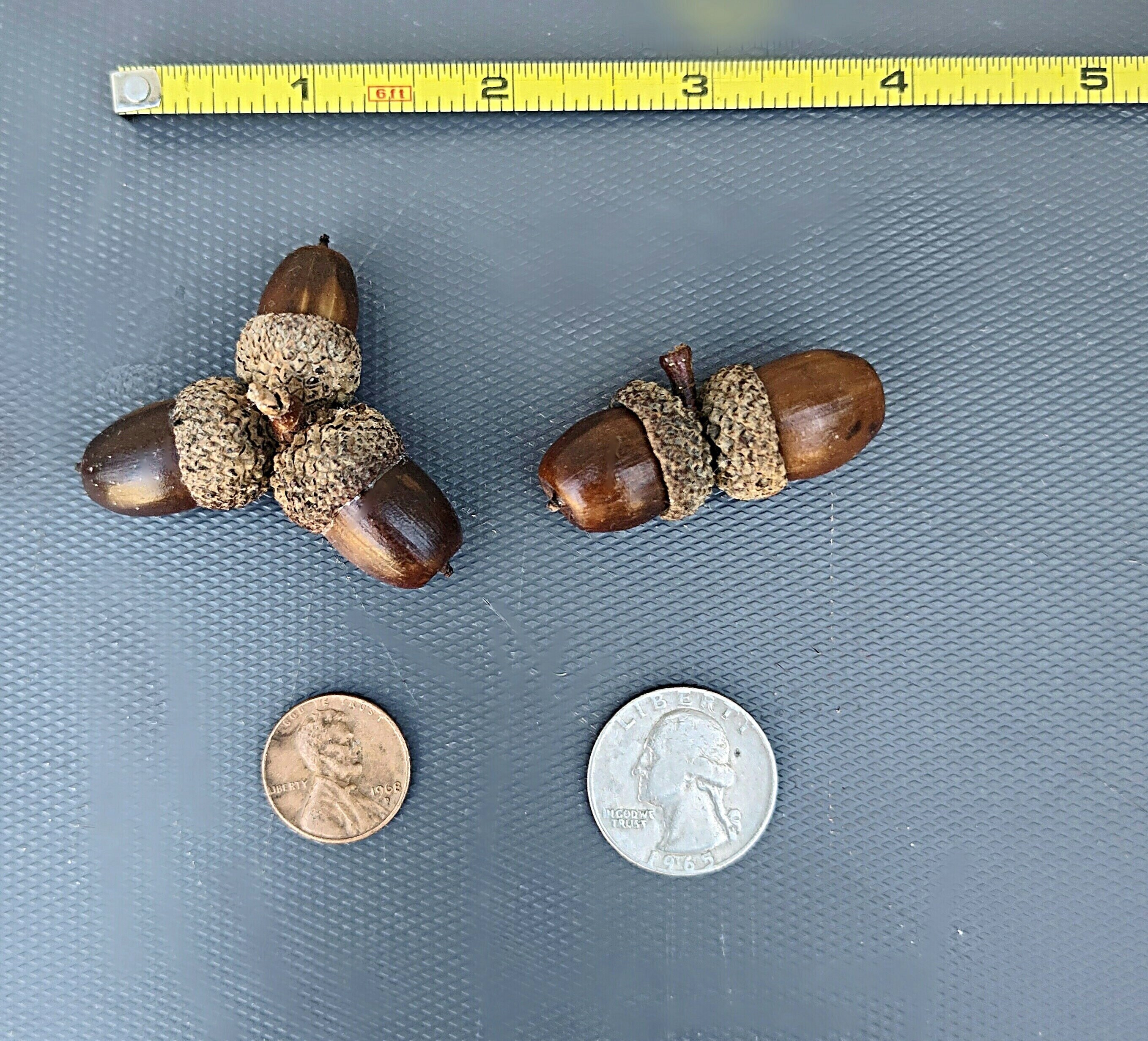 Real Acorns W/caps - Fresh 2025 Harvest, Oak Trees, Variety of Sizes ...