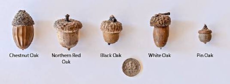 Real Acorns W/caps - Fresh 2024 Harvest, Oak Trees, Variety of Sizes ...
