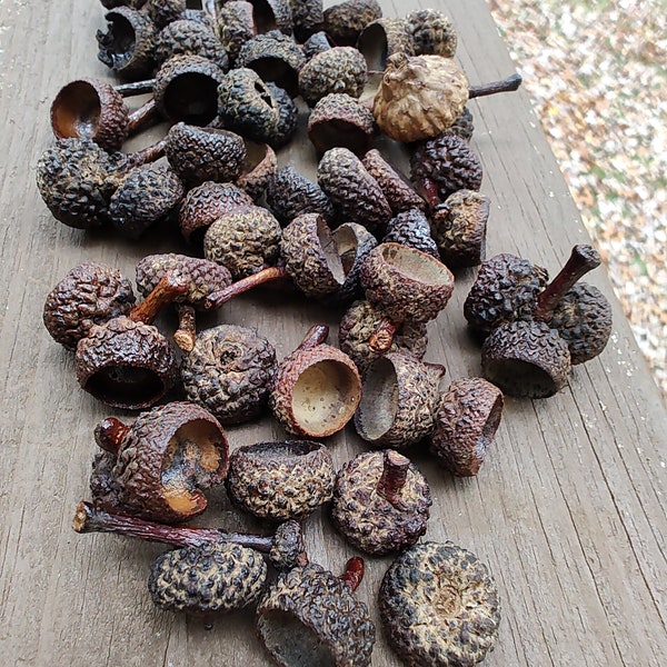 Acorn Caps - Etsy