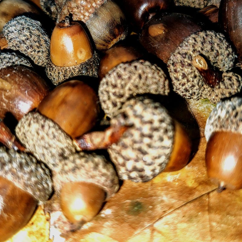 Real Acorn - Etsy