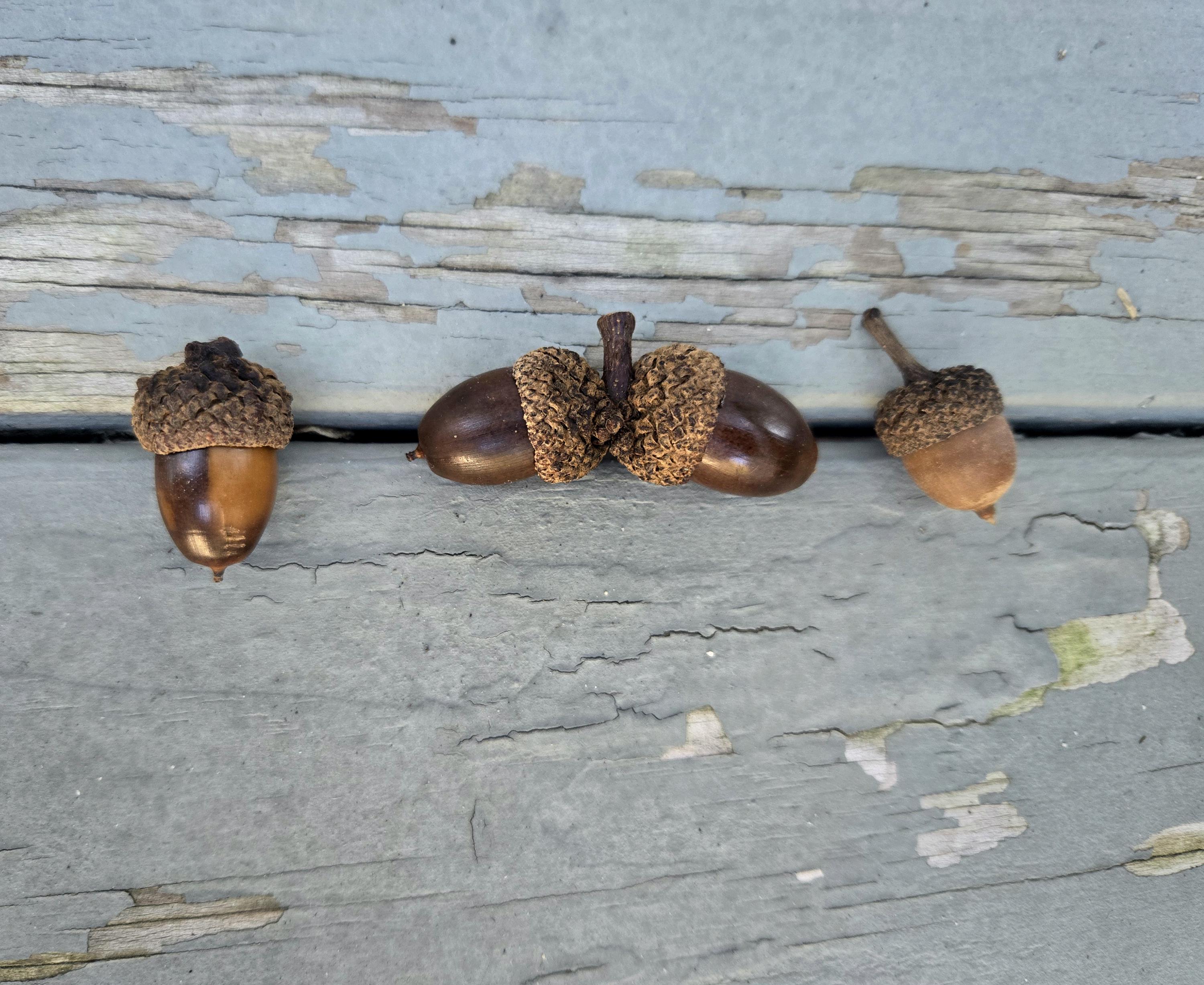 Real Acorns W/caps - Fresh 2025 Harvest, Oak Trees, Variety of Sizes ...